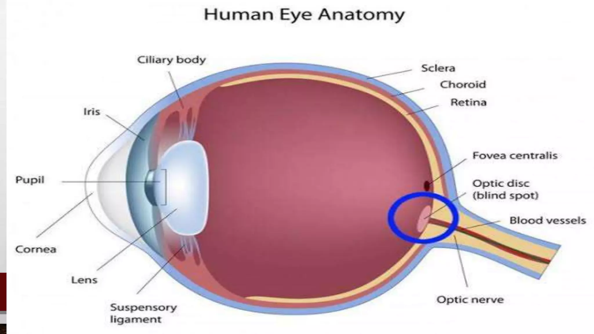 OPTICS OF HUMAN EYE , SCHEMATIC EYE, ANGLE AND AXES OF EYE | PPTX