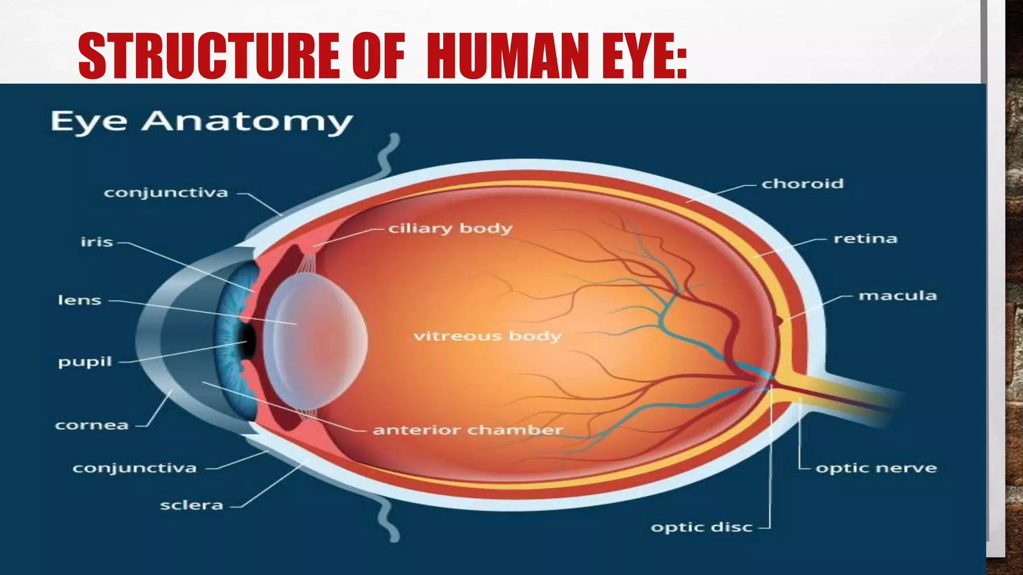 OPTICS OF HUMAN EYE , SCHEMATIC EYE, ANGLE AND AXES OF EYE | PPTX