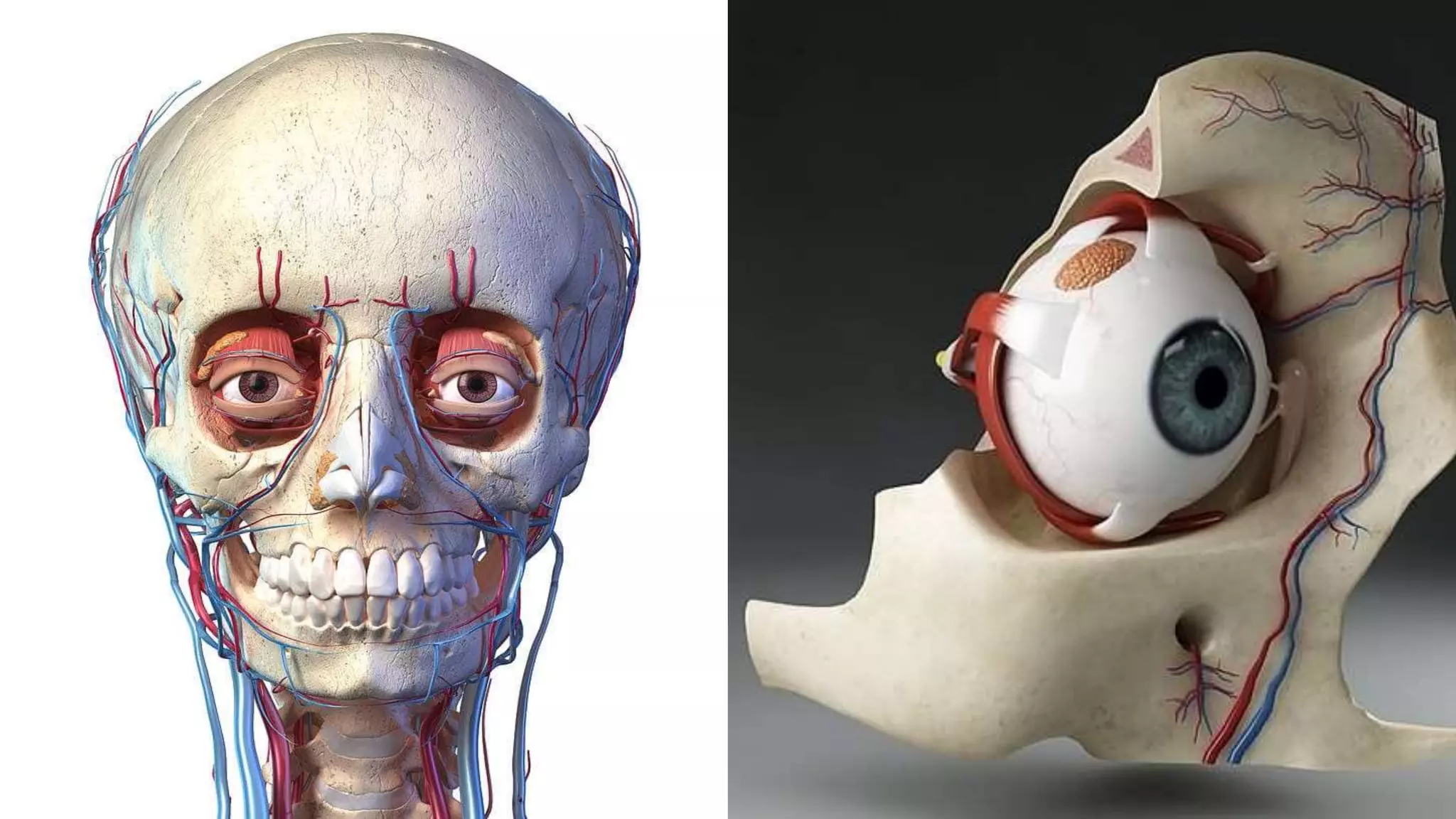 OPTICS OF HUMAN EYE , SCHEMATIC EYE, ANGLE AND AXES OF EYE | PPTX