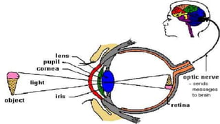 OPTICS OF HUMAN EYE , SCHEMATIC EYE, ANGLE AND AXES OF EYE | PPTX
