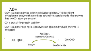 Alcohol metabolism | PPTX