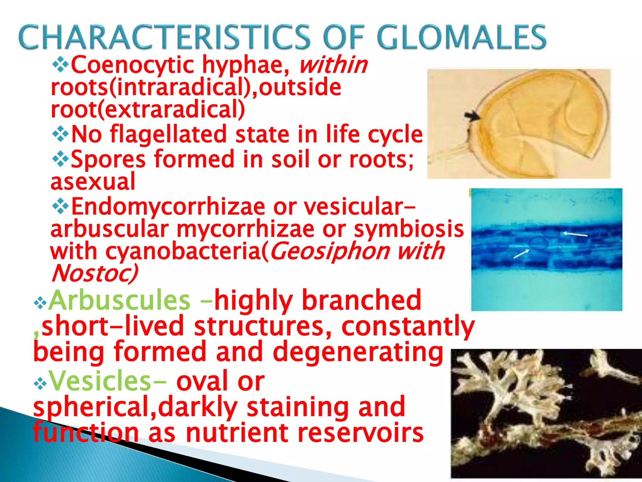 Glomales and Entomophthorales fungi | PPT