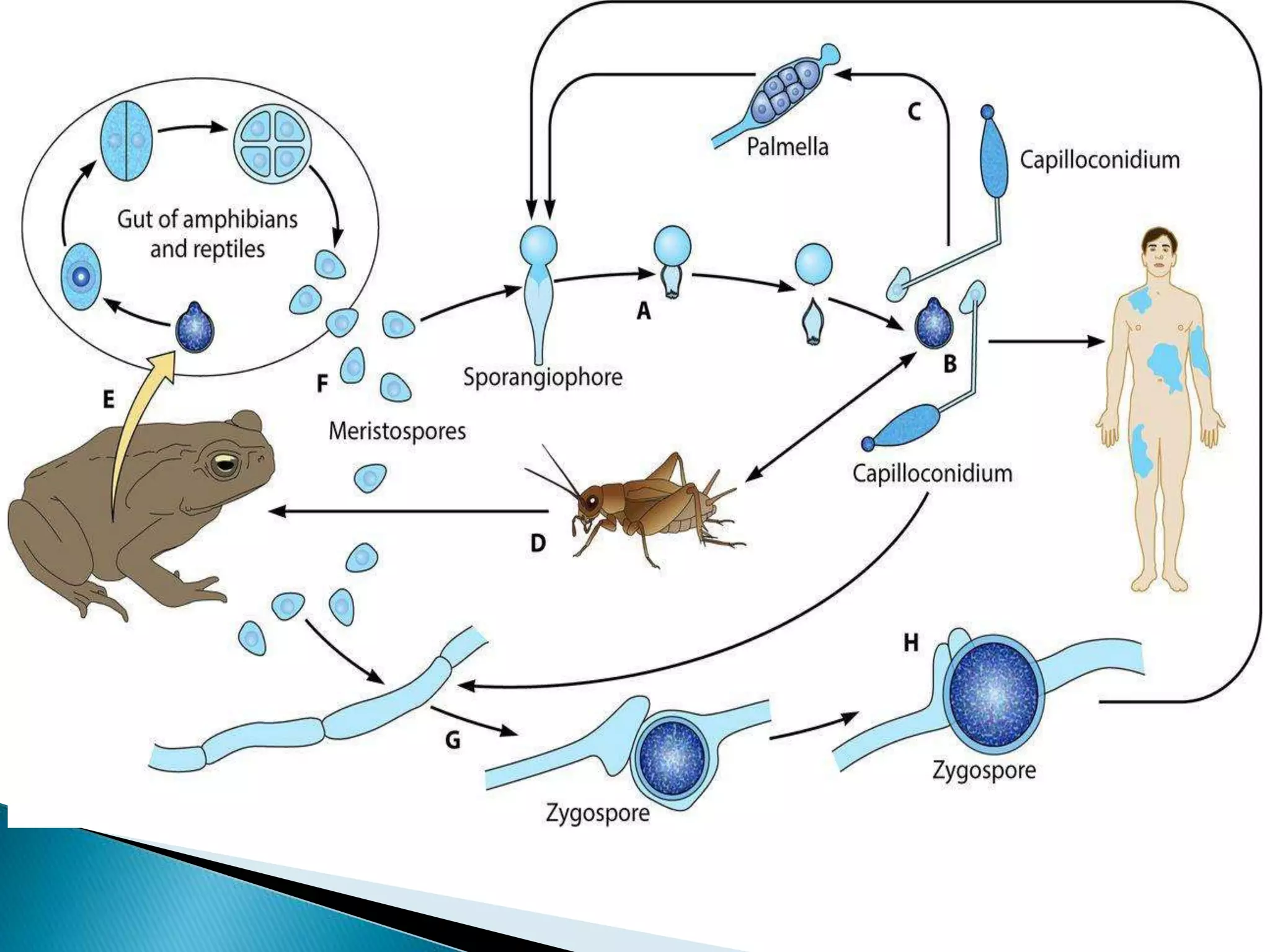 Glomales and Entomophthorales fungi | PPTX