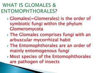 Glomales and Entomophthorales fungi | PPTX