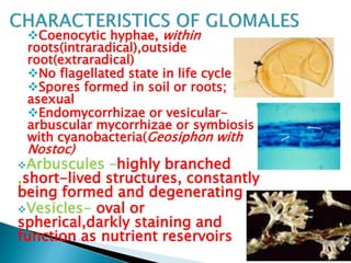Glomales and Entomophthorales fungi | PPTX