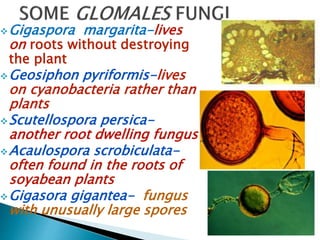 Glomales and Entomophthorales fungi | PPTX