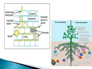 Glomales and Entomophthorales fungi | PPTX