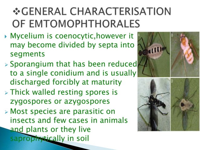 Glomales and Entomophthorales fungi | PPT