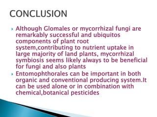 Glomales and Entomophthorales fungi | PPTX