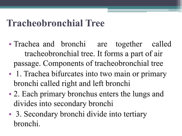 Respiratory system and its morphology.pptx