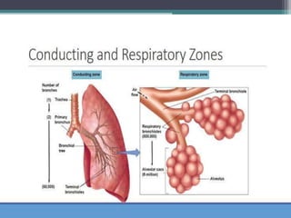 Respiratory system and its morphology.pptx