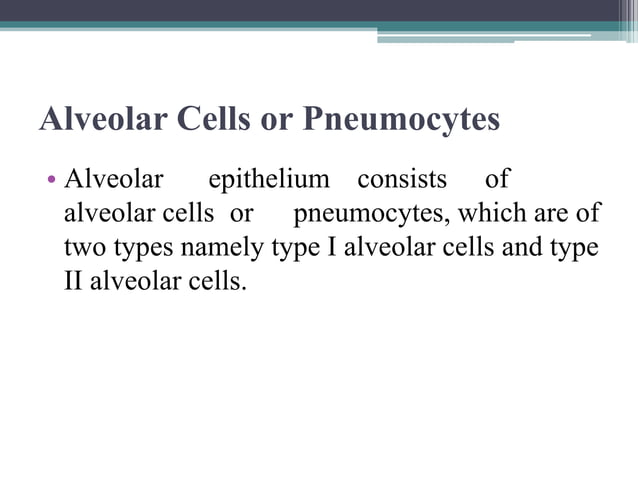 Respiratory system and its morphology.pptx