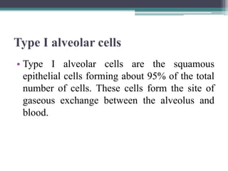 Respiratory system and its morphology.pptx