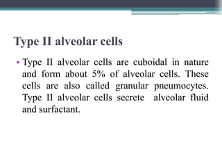 Respiratory system and its morphology.pptx