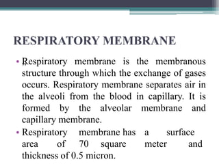 Respiratory system and its morphology.pptx