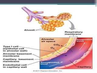 Respiratory system and its morphology.pptx
