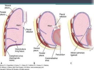 Respiratory system and its morphology.pptx
