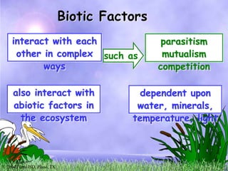 Ecology-WA0005..ppt