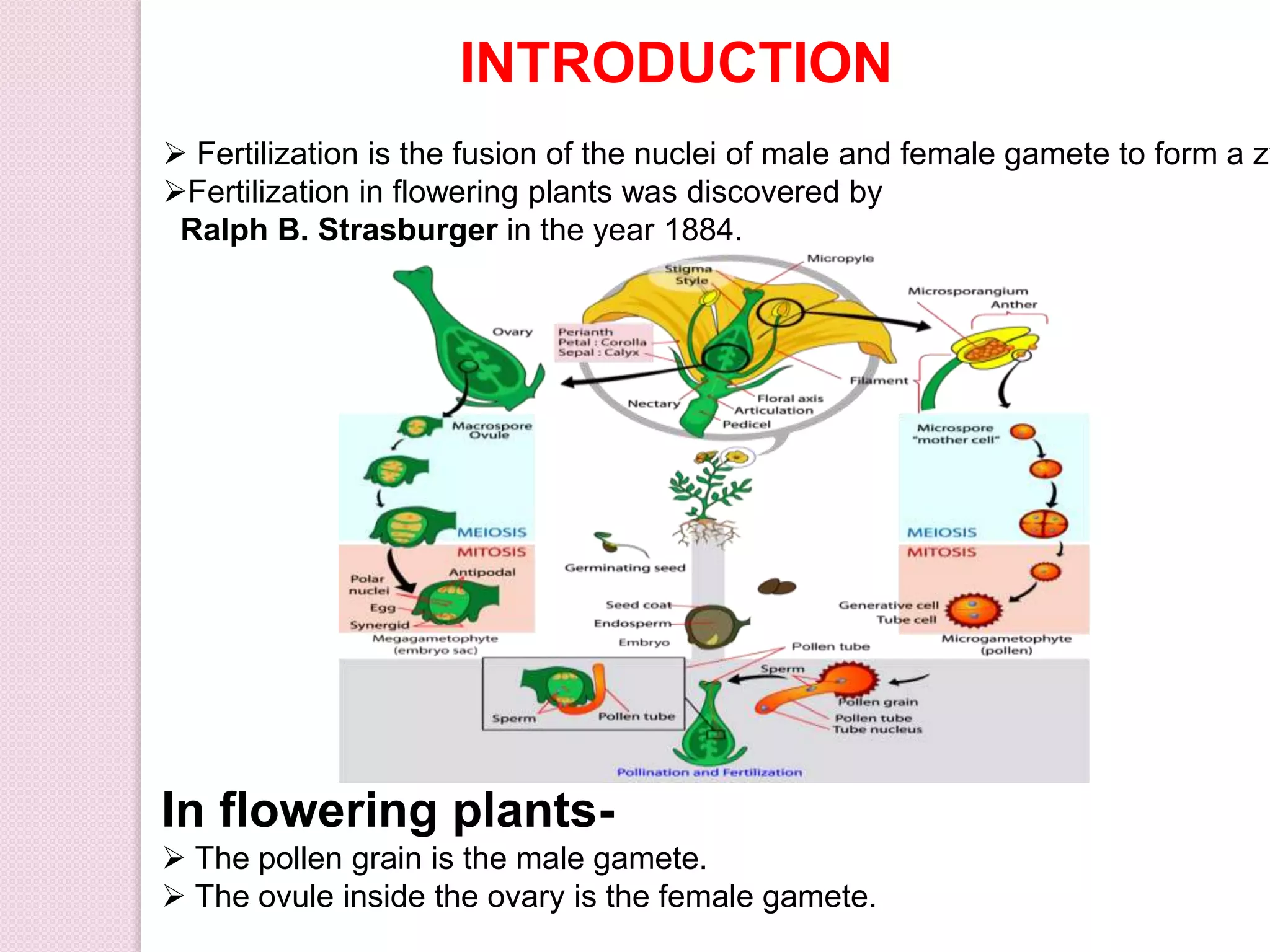 Fertilization in plant .ppt