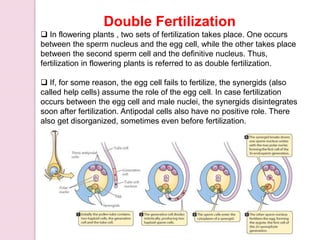 Fertilization in plant .ppt | Infertility | Reproductive Health