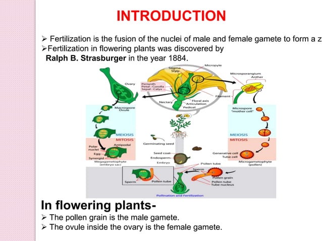 Fertilization in plant .ppt | Infertility | Reproductive Health