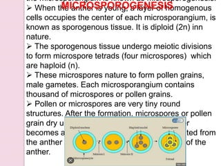 Fertilization in plant .ppt
