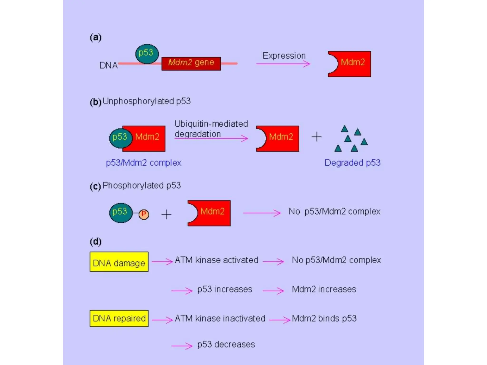 Oncogenes, proto-oncogenes and tumor suppressor gene | PPTX