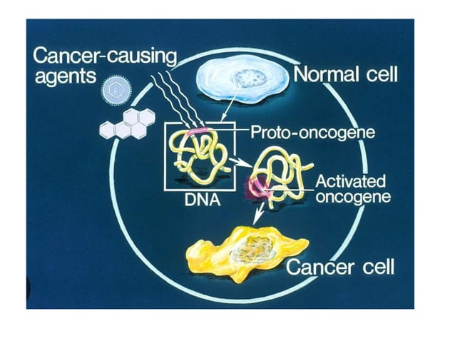 Oncogenes, proto-oncogenes and tumor suppressor gene | PPTX | Cancer ...