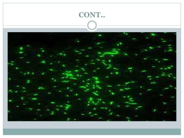immunfluoresence | PPT
