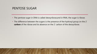Structure of nucleotides | PPTX