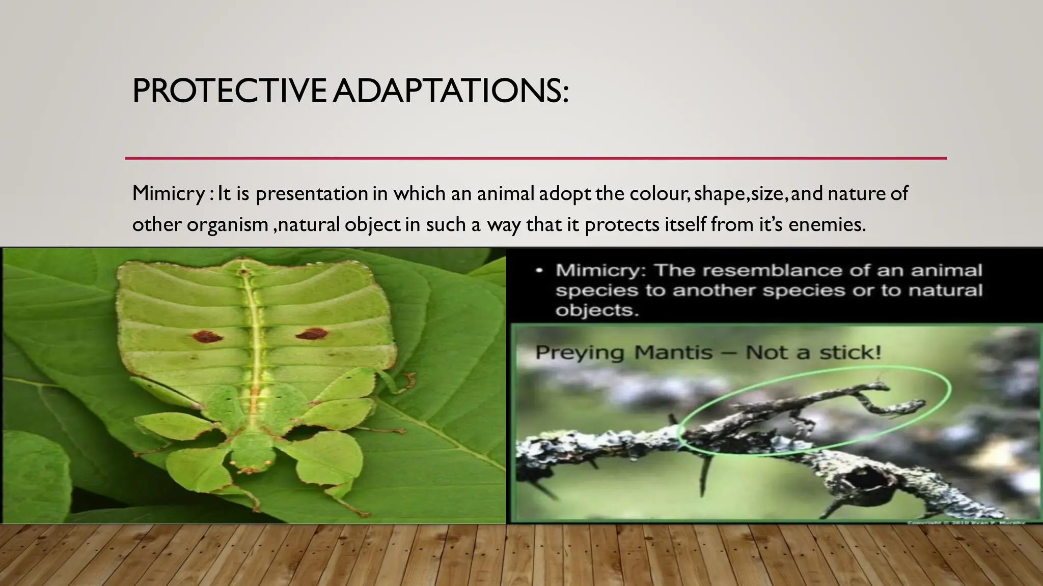 Adaptations (Levels, Types, Significance) | PDF