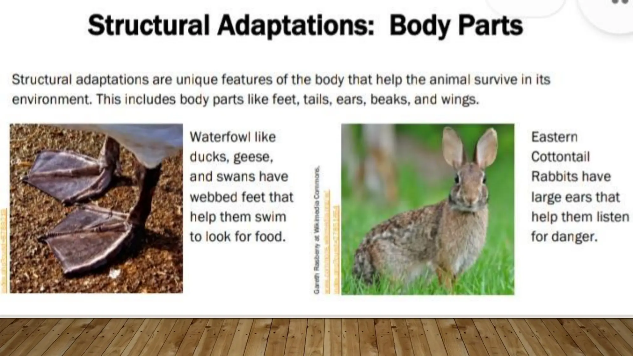 Adaptations (Levels, Types, Significance) | PDF
