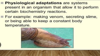 Adaptations (Levels, Types, Significance) | PDF