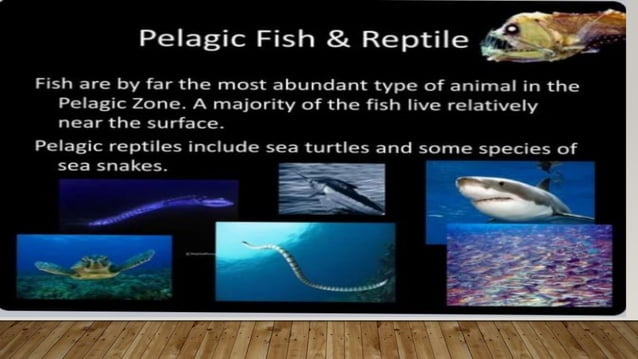 Adaptations (Levels, Types, Significance) | PDF