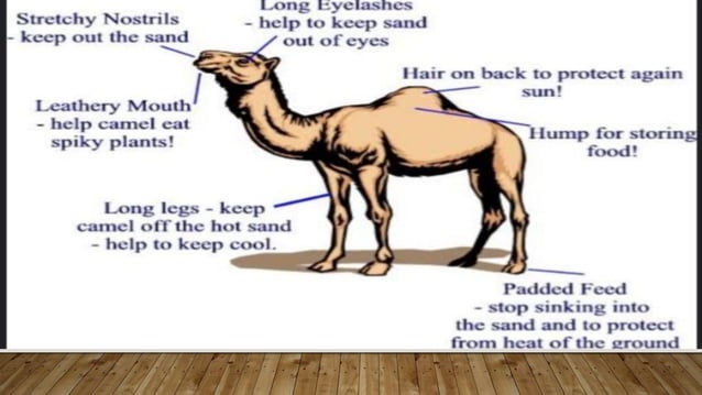Adaptations (Levels, Types, Significance) | PDF