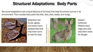 Adaptations (Levels, Types, Significance) | PDF