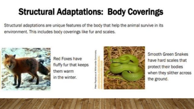 Adaptations (Levels, Types, Significance) | PDF