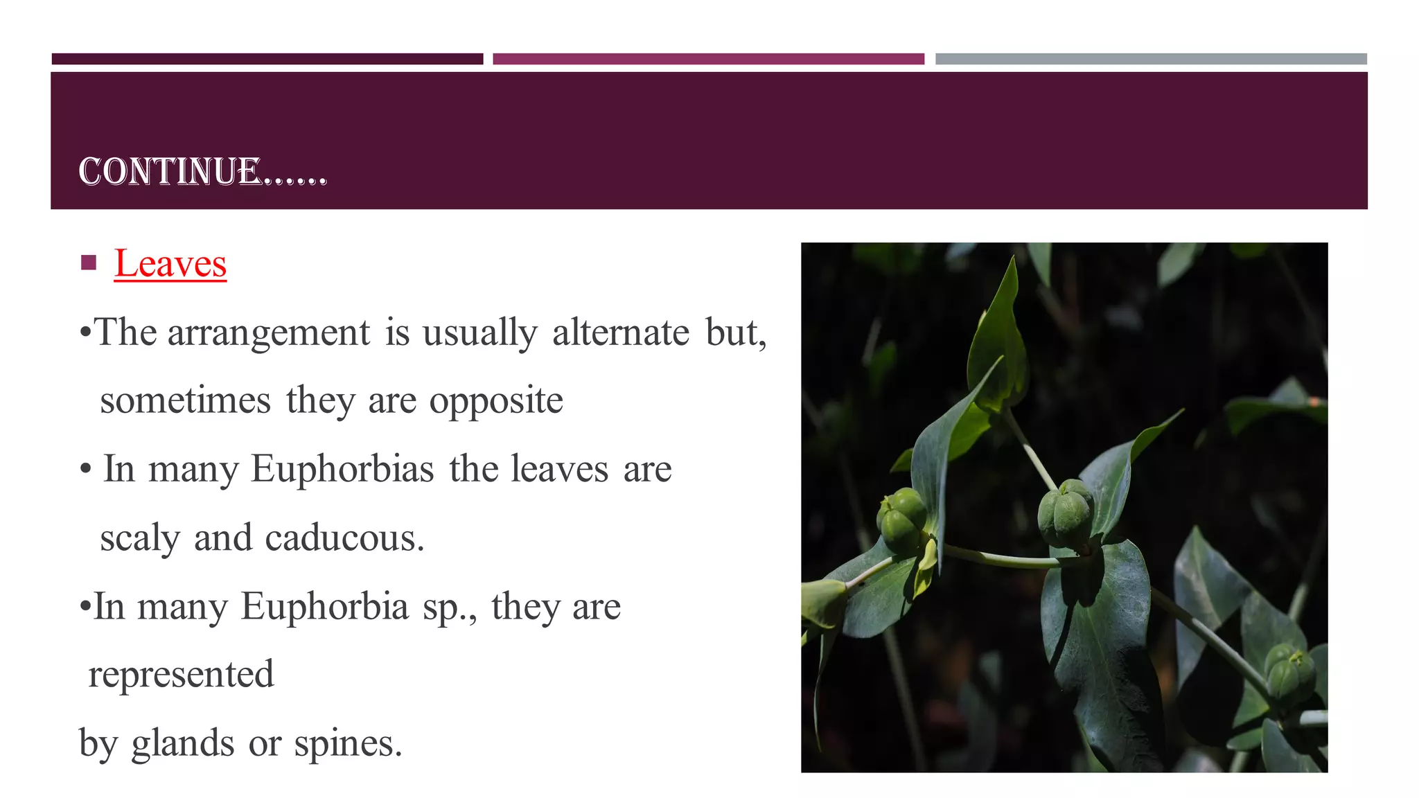 EUPHORBIACEAE FAMILY PPT | PDF
