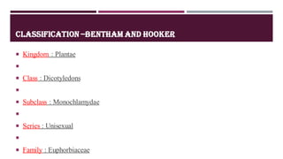 EUPHORBIACEAE FAMILY PPT | PDF | Gardening | Home & Garden