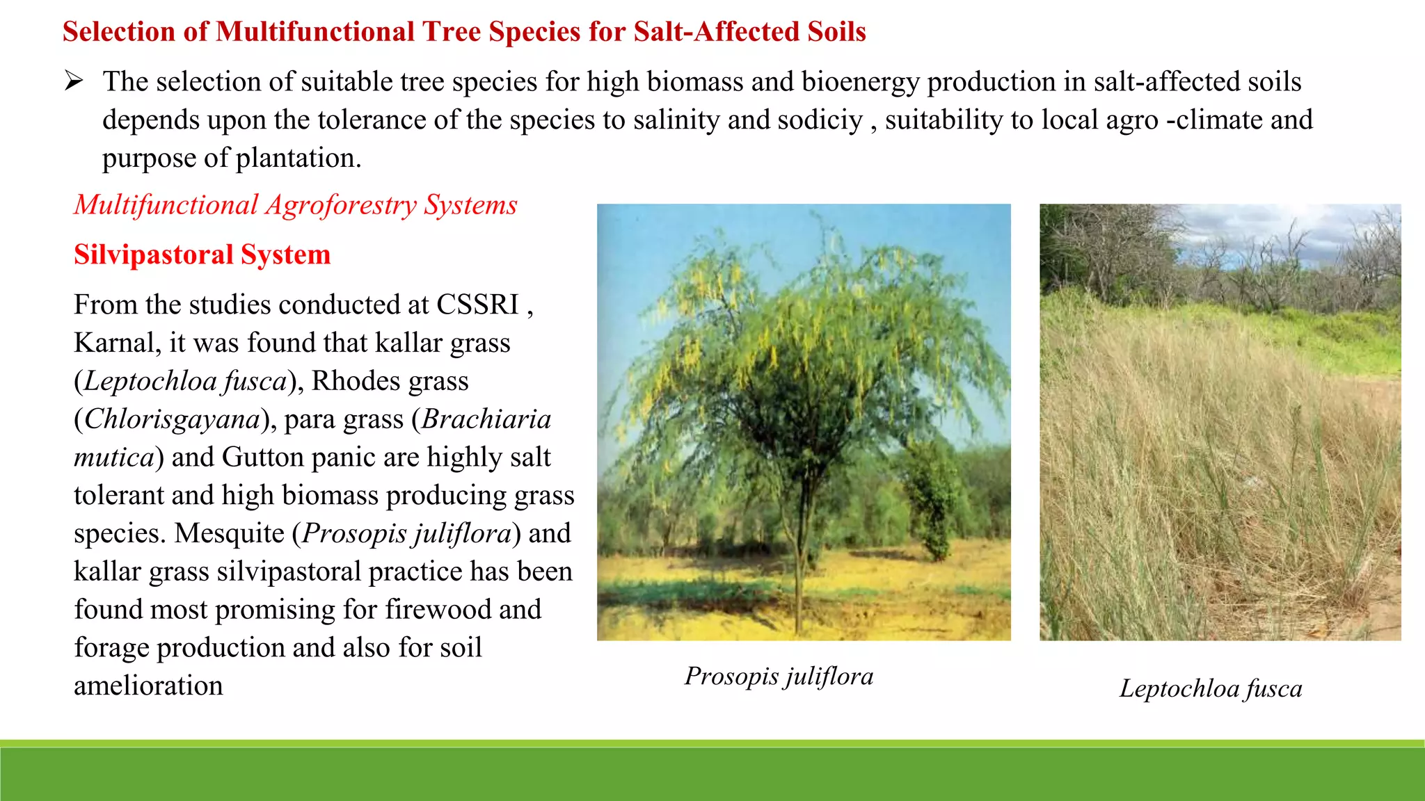 Multifunctional Agroforestry System – a potential option for ...
