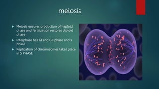 Mitosis | PPTX