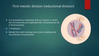 Mitosis | PPT