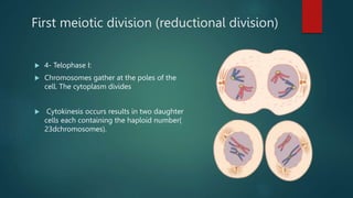 Mitosis | PPT