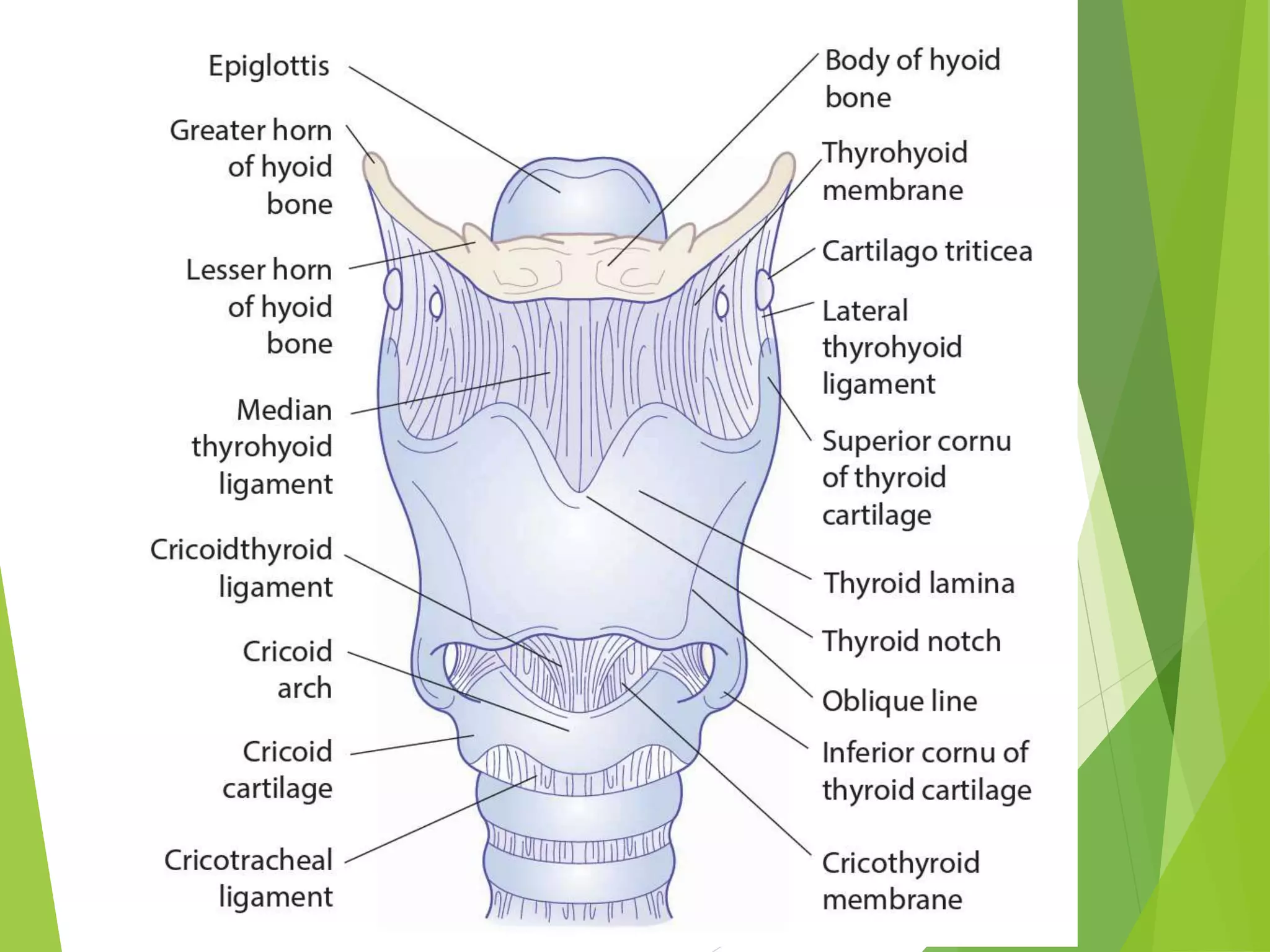 Anatomy of larynx | PPTX