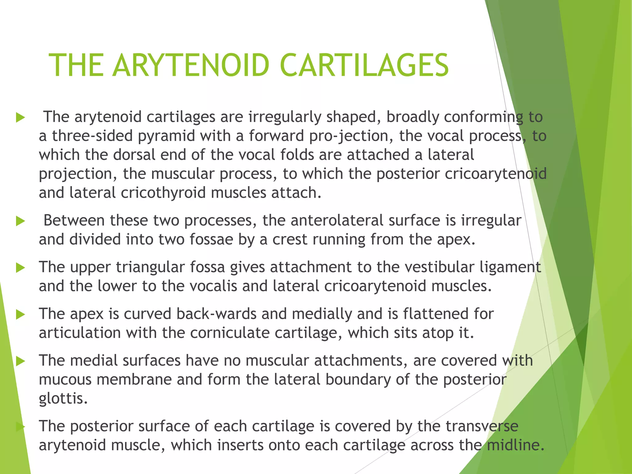 Anatomy of larynx | PPTX