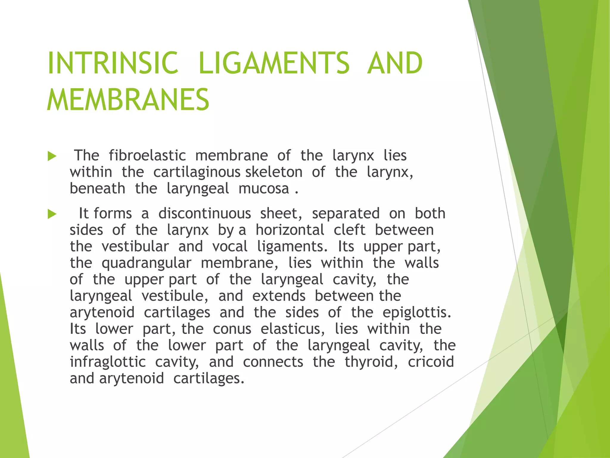 Anatomy of larynx | PPTX