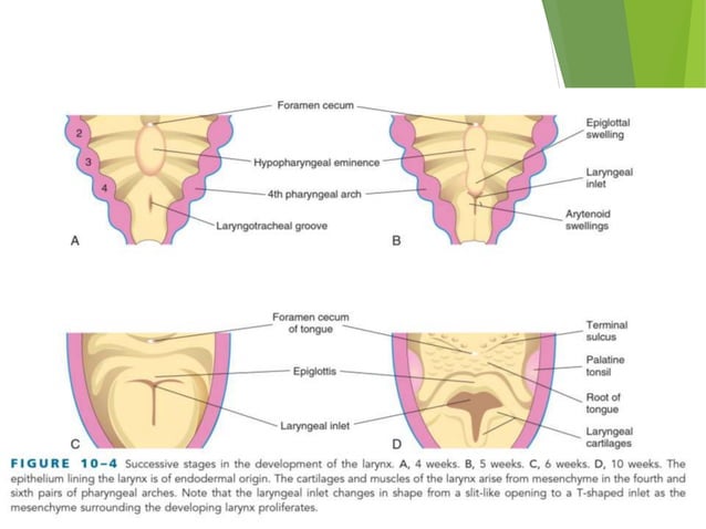 Anatomy of larynx | PPTX