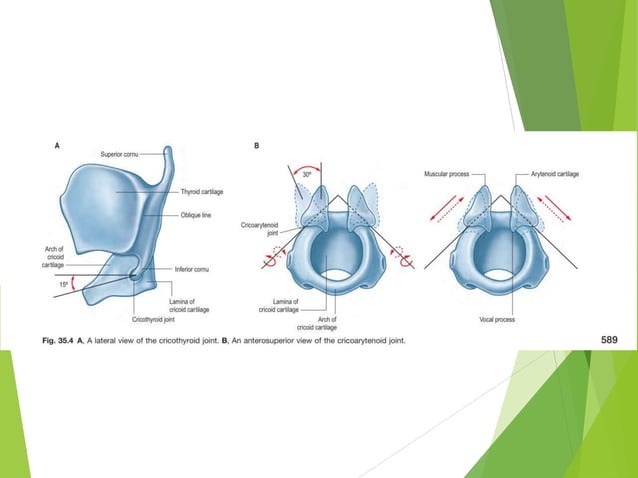 Anatomy of larynx | PPTX