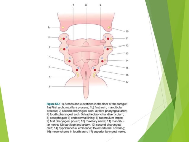 Anatomy of larynx | PPTX