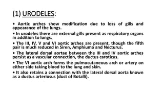 EVOLUTION OF AORTIC ARCHES IN VERTEBRATES | PDF
